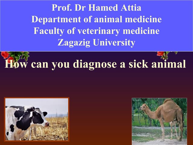 Vets diagnostic approach presentation | PPTX