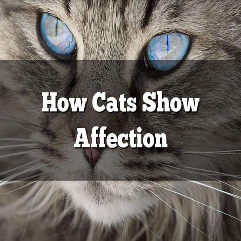 How Cats Show Affection | PPT