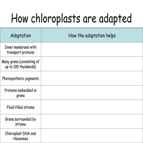 How chloroplasts are adapted worksheet.ppt