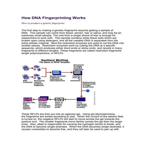 How dna fingerprinting works | DOC