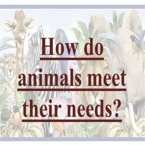 How do animals meet their needs | PPT