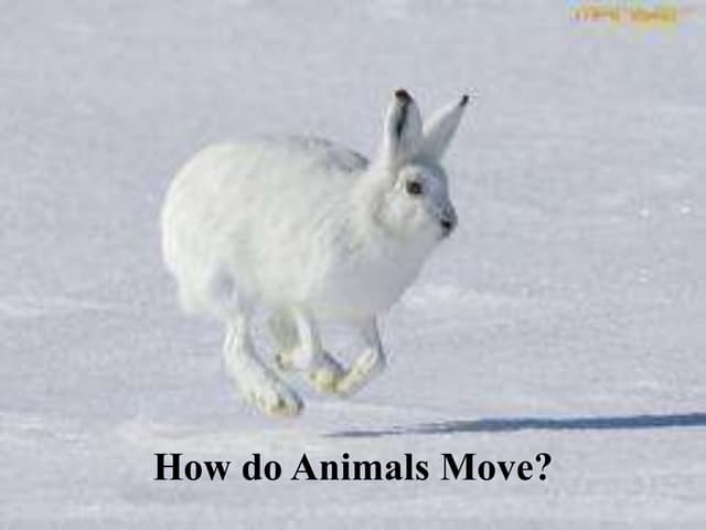 Movement In Animals | PPTX