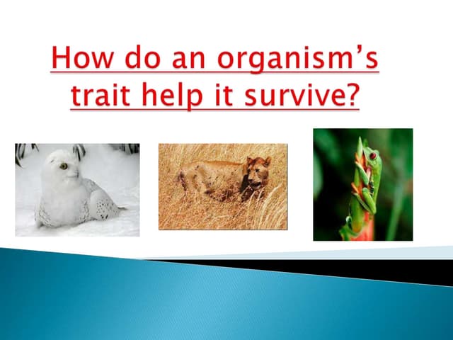 Animal and plant adaptation | PPTX