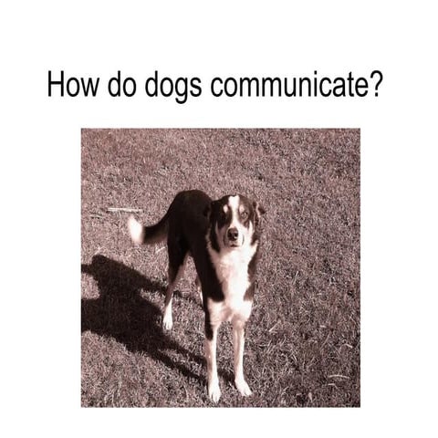 How do dogs communicate | PPT