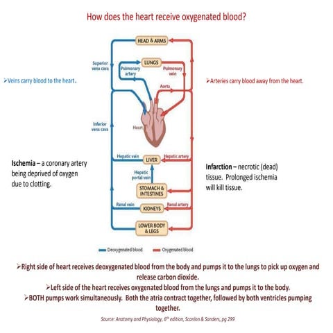 How does heart receive oxygenated blood | PPT