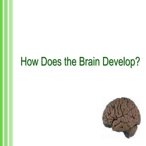 HOW THE BRAIN WORKS? | PPT