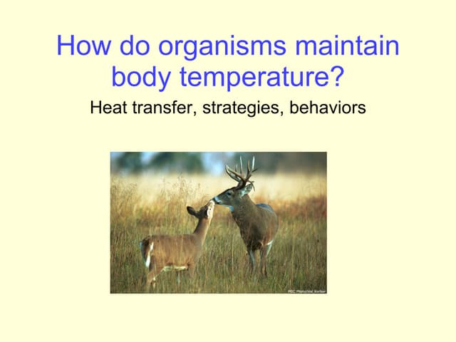Thermoregulation | PPTX