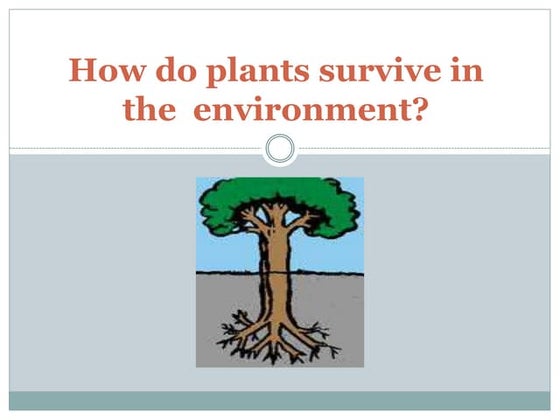 Plants adaptations presentation for kids | PPT