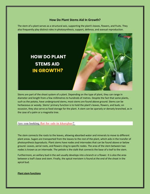Stem Functions And its modifications | PPTX | Gardening | Home & Garden