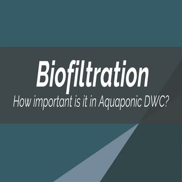 How important is biofiltration in aquaponic dwc? | PPTX