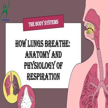 How Lungs Breathe Anatomy and Physiology of Respiration.pptx
