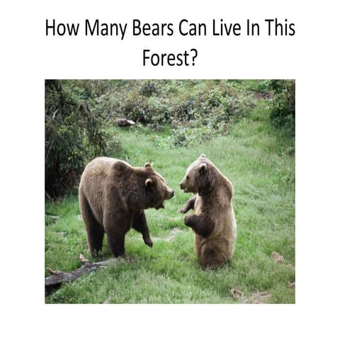 How many bears can live in this forest | PPTX