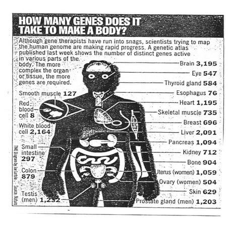 How many genes does it take to make a body | PDF