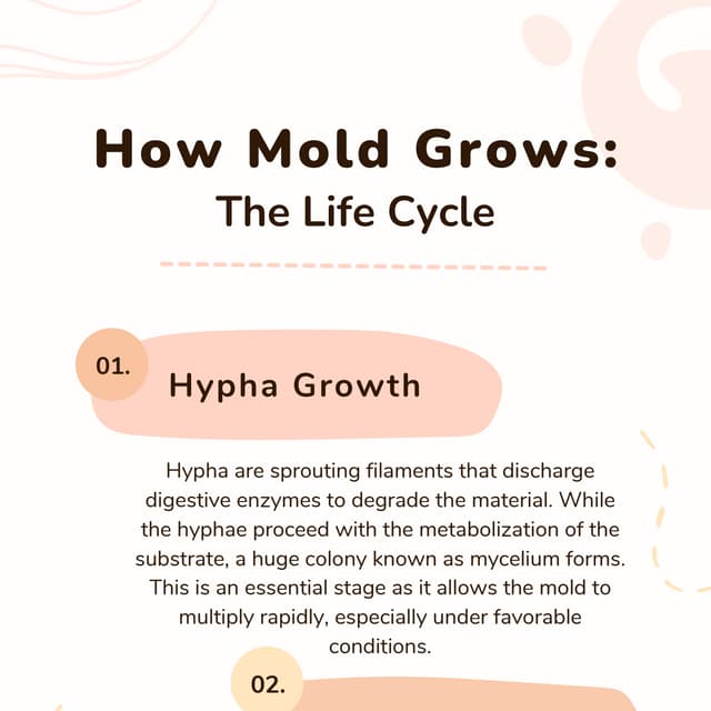 How Mold Grows The Life Cycle.pdf