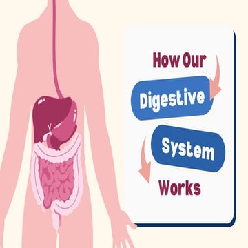 How Our Digestive System Works English presentation | PDF