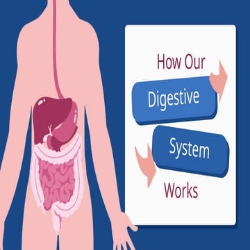 How Our Digestive System Works Educational Video in Flat Graphic Flat ...