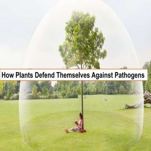 How plants defend themselves against pathogens | PPTX