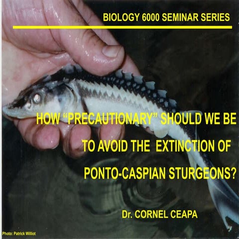How Precautionary Should We Be To Avoid The Extinction Sturgeons | PPT