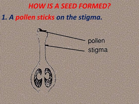 Seed Structure Ppt
