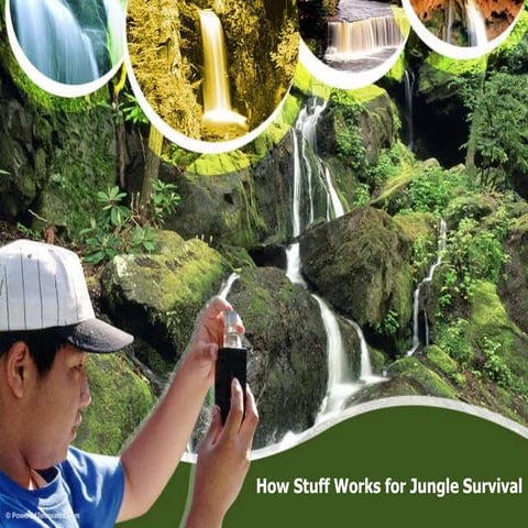How stuff works for jungle survival | PPT