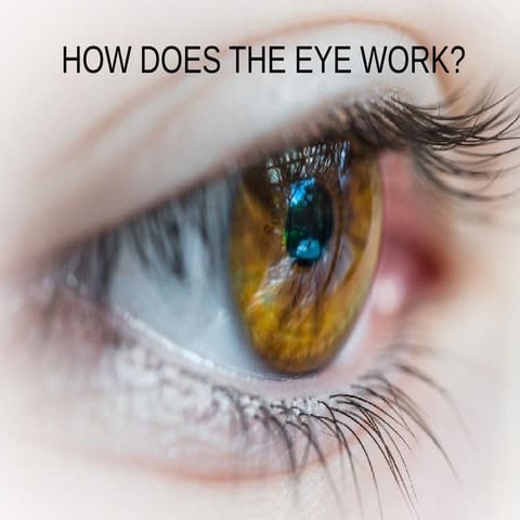 How the eye works | PDF