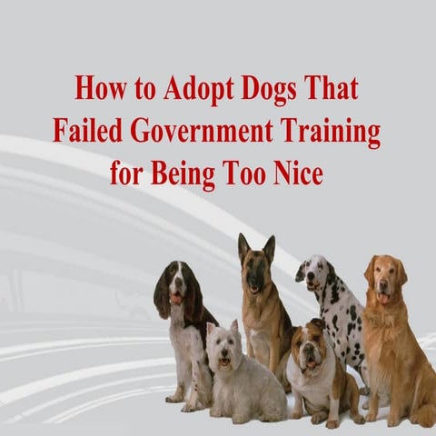 How to adopt dogs that failed government training for being too nice | PPT