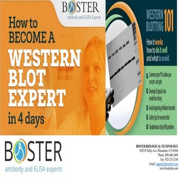 How to become a western blotting expert in 4 days | PDF