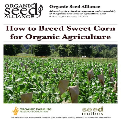 How to breed organic sweet corn | PDF