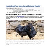 How to breed your ayam cemani for better results