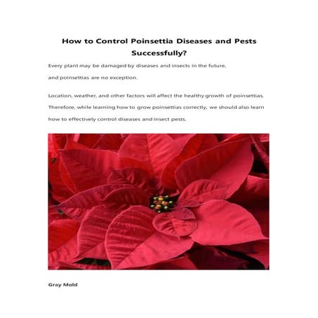 Amaryllis: Tips on Growing and Caring for this Beautiful Flower | DOCX