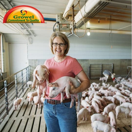 How To Do Profitable Pig Farming | PDF