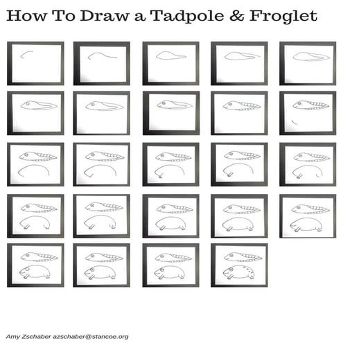 How to draw a tadpole and froglet | PDF
