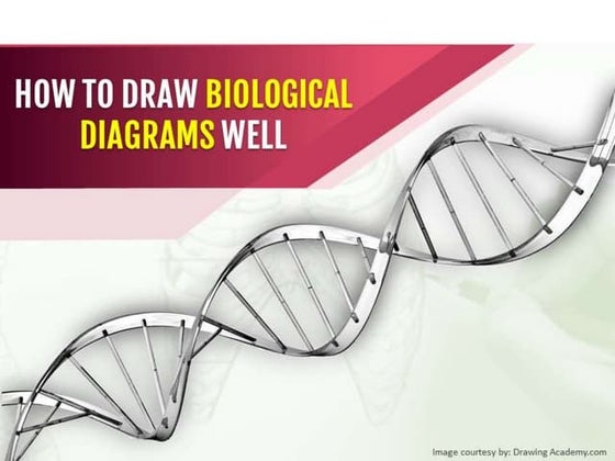 How To Score Maximum in Biological Diagrams | PPT
