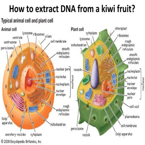 DNA Extraction | PPT