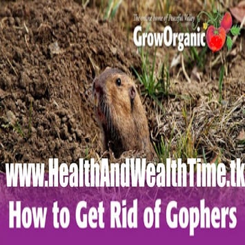 How to get rid of gophers | PPT