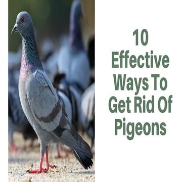 How to get rid of pigeons from the yard | PDF