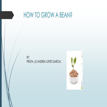 How to grow a bean | PPTX