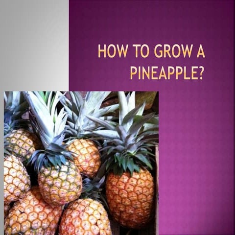 How to grow a pineapple | PPTX