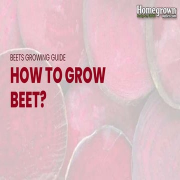 How to Grow BEET.pdf