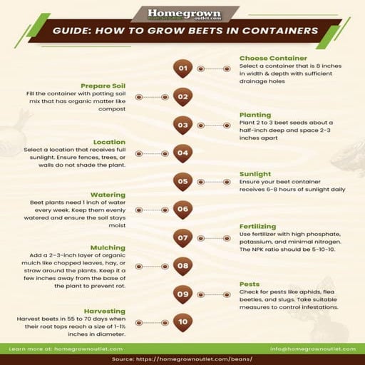 How to Grow Beets in Containers? - Homegrown | PDF