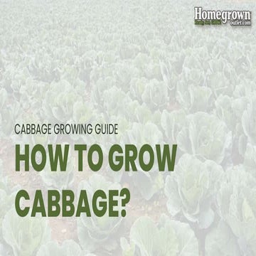 How to Grow Cabbage? | PPTX