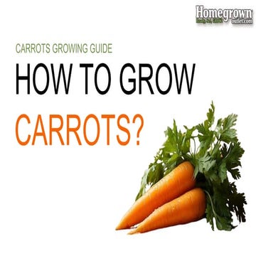 Carrots Growing Guide - How to Grow Carrots? | PPTX
