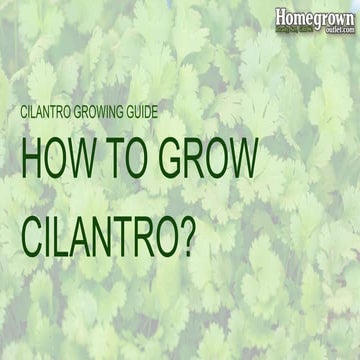 how to grow cilantro? - Homegrown Outlet | PDF