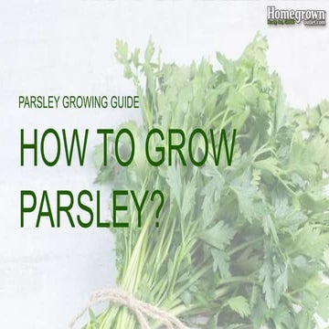 How to Grow Parsley from Seeds - Homegrown Outlet | PPT