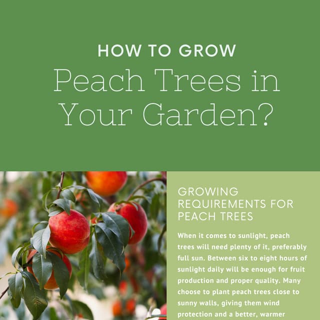 How to Grow Peach Trees in Your Garden | PDF