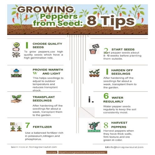 How to Grow peppers from seeds - Homegrown Outlet | PPT