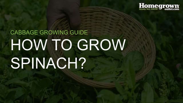 CRP002 - AESA BASED GUIDE TO PECHAY PRODUCTION.pdf