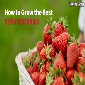How to grow the best strawberries? | PPT