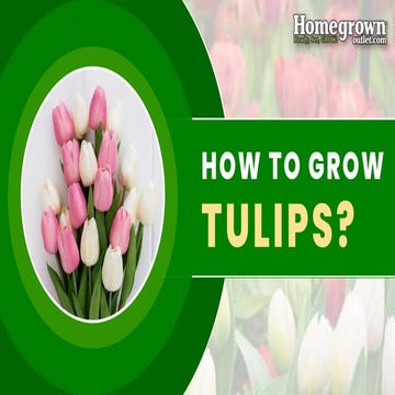 How to Grow Tulips? | PPT