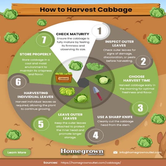 How to Harvest Cabbage - Homegrown Outlet | PDF | Agriculture | Industries